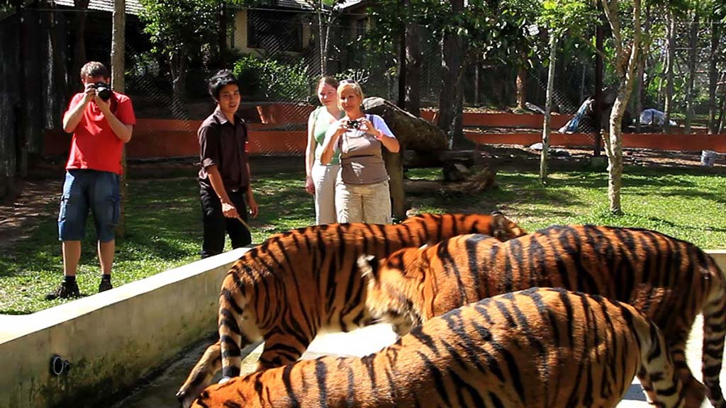 Tiger Kingdom, muy cerca de ellos - Disfruta de Tailandia 😎